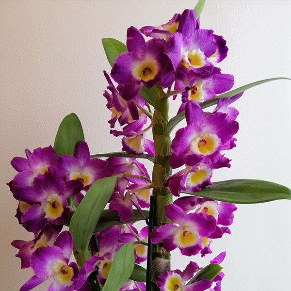 ORQUÍDEA DENDROBIUM NOBILE