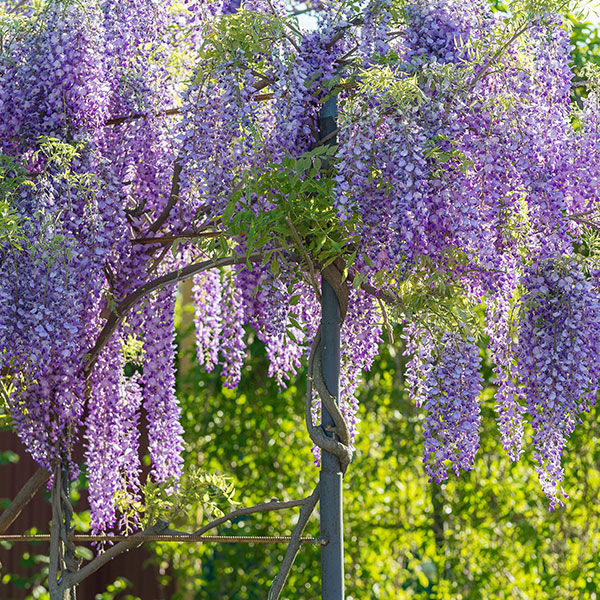 WISTERIA SINENSIS