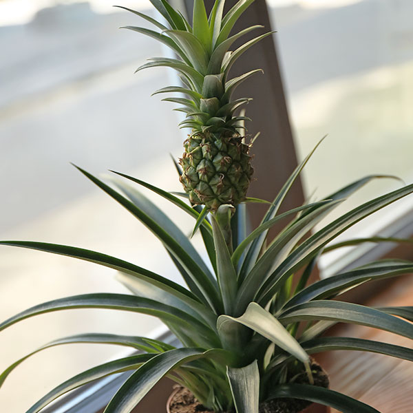 ANANAS CHAMPACA