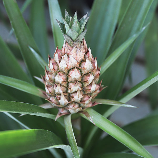 ANANAS CHAMPACA