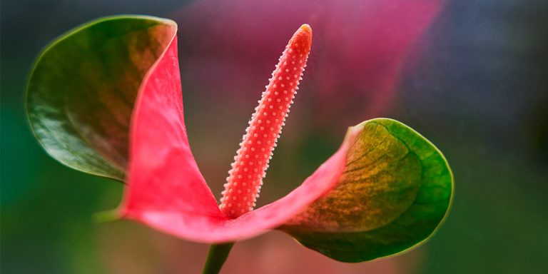 Anturio: guía de cuidados y características - Blog de Casaplanta