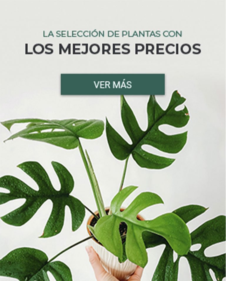 Las 10 mejores plantas de primavera y sus cuidados – Blog de Casaplanta