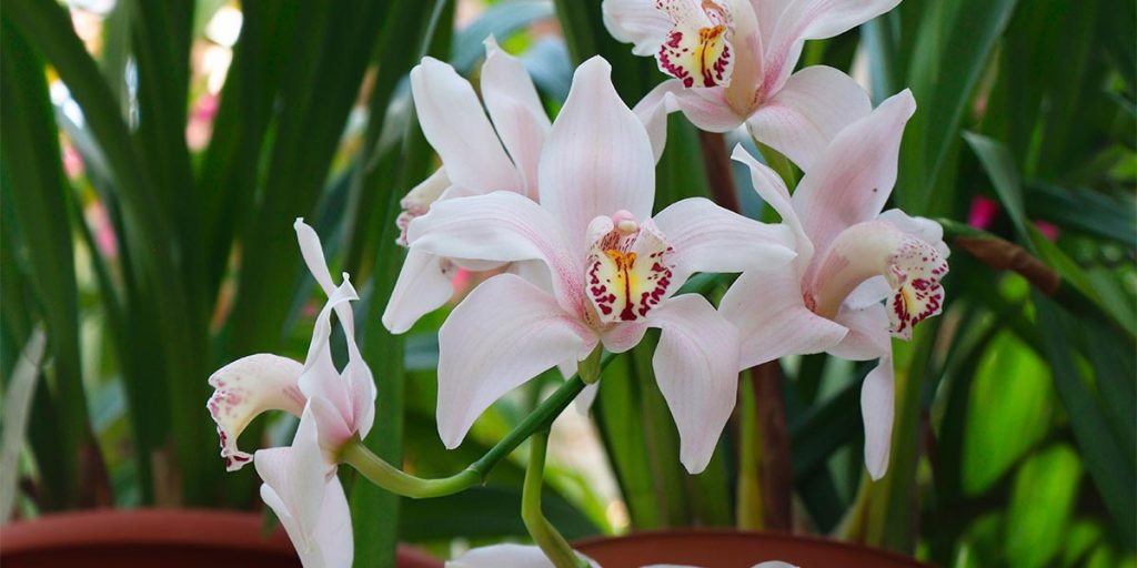 Orquídea Cymbidium: cuidados, características y consejos - Blog de Casaplanta