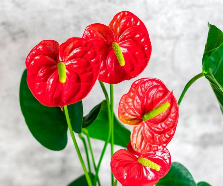 Anturio: guía de cuidados y características - Blog de Casaplanta