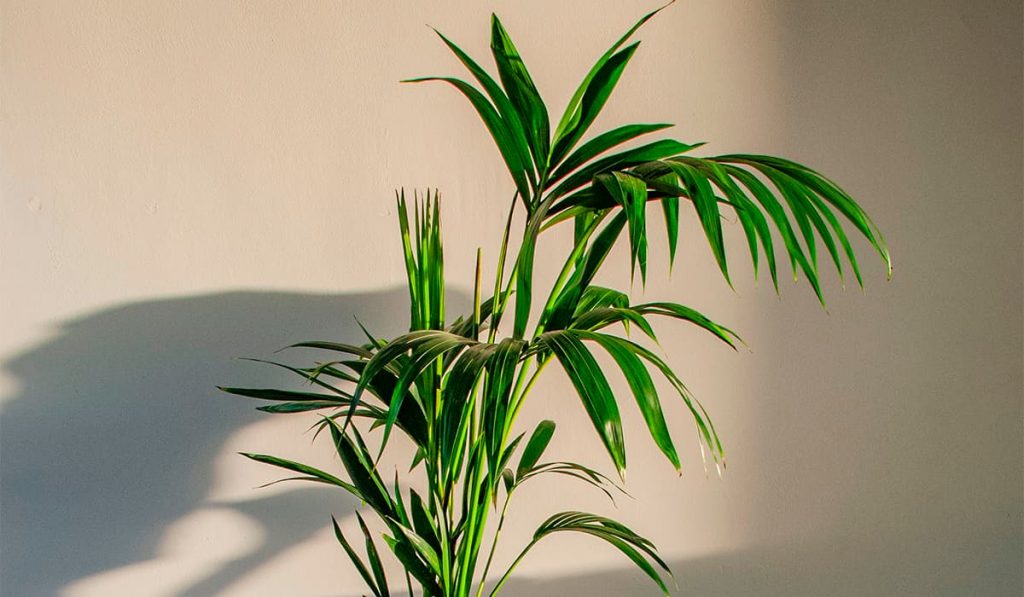 Cuidados de la Kentia: todo sobre la Howea Forsteriana - Blog de Casaplanta