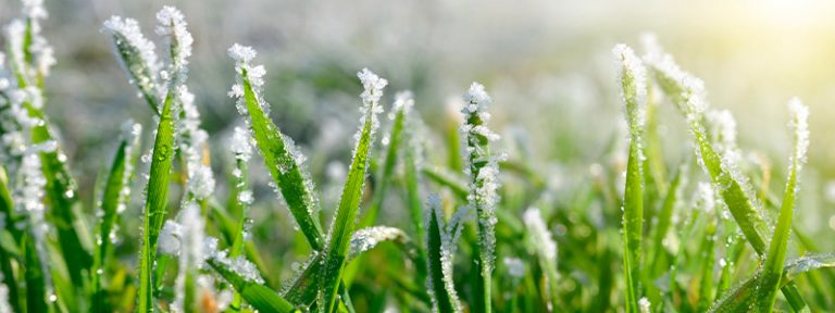 Plantas Resistentes al Frío: 10 plantas para invierno - Blog de Casaplanta