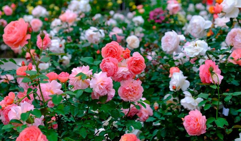 ¿Cómo plantar rosales? La guía definitiva - Blog de Casaplanta