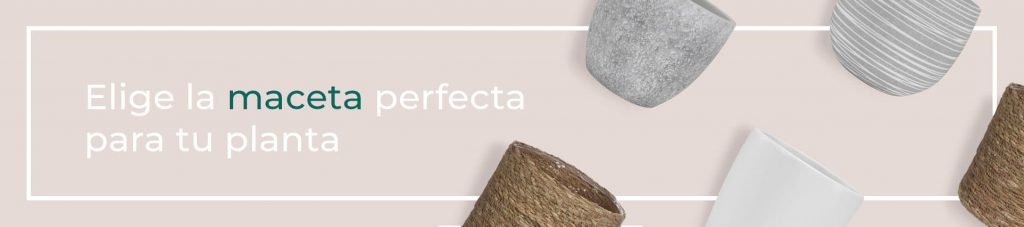 ¿A qué hora es mejor regar las plantas? – ¡Y otros consejos! – Blog de ...
