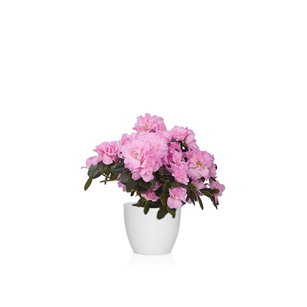 Guía de cuidados de la azalea: lo que sí y lo que no