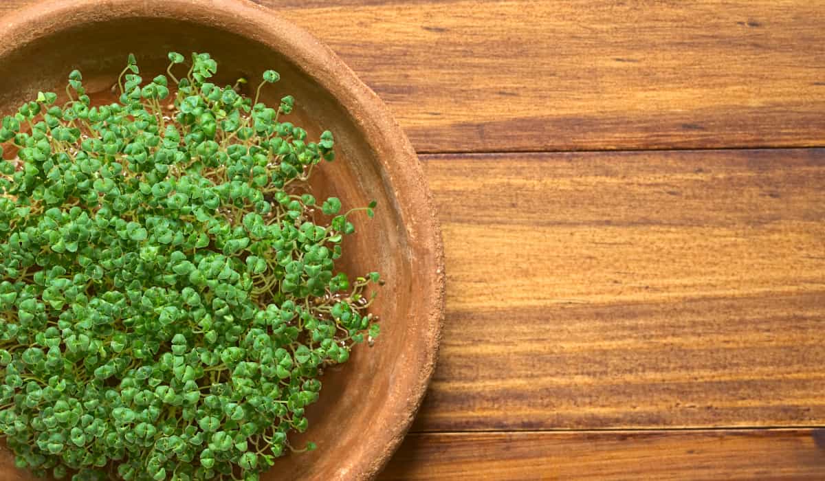 Guía: Cómo hacer germinados en casa – Blog de Casaplanta