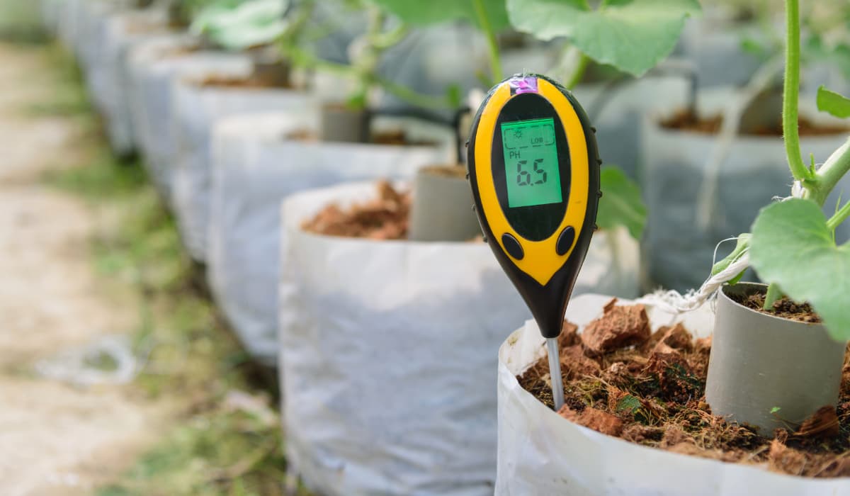 PH del suelo: qué es, cómo medirlo y cómo afecta a tus plantas